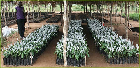 Preview of Better Globe Newsletter